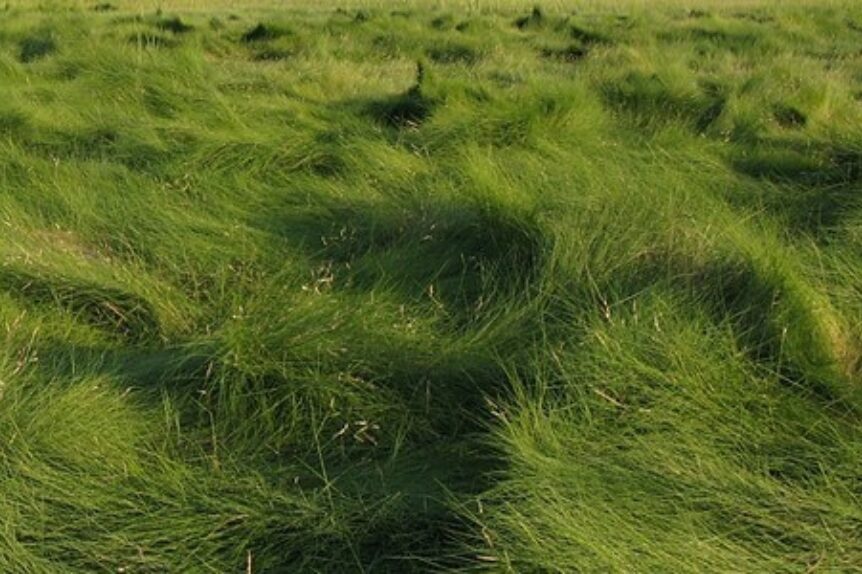 Smooth Cordgrass