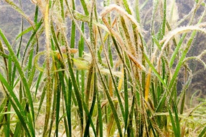 Common Grass Shrimp