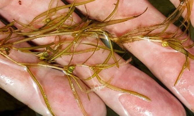 Slender Pondweed