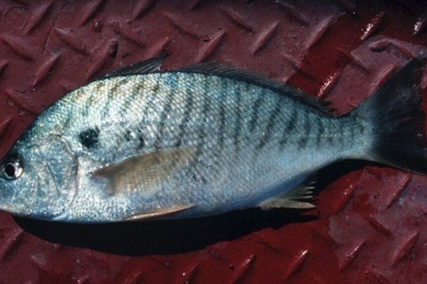 Hay's Spring Amphipod