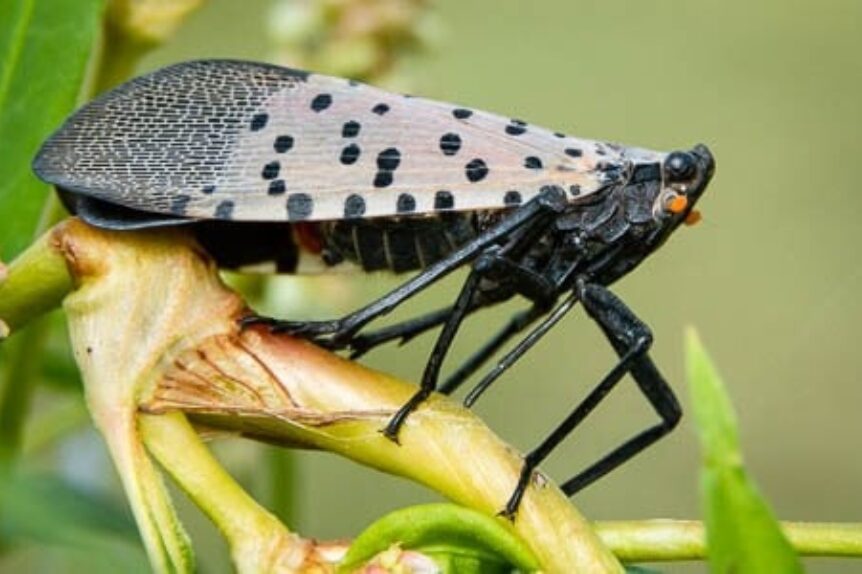 Common Grass Shrimp
