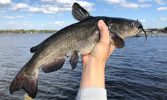 White Catfish