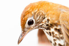 Wood thrush