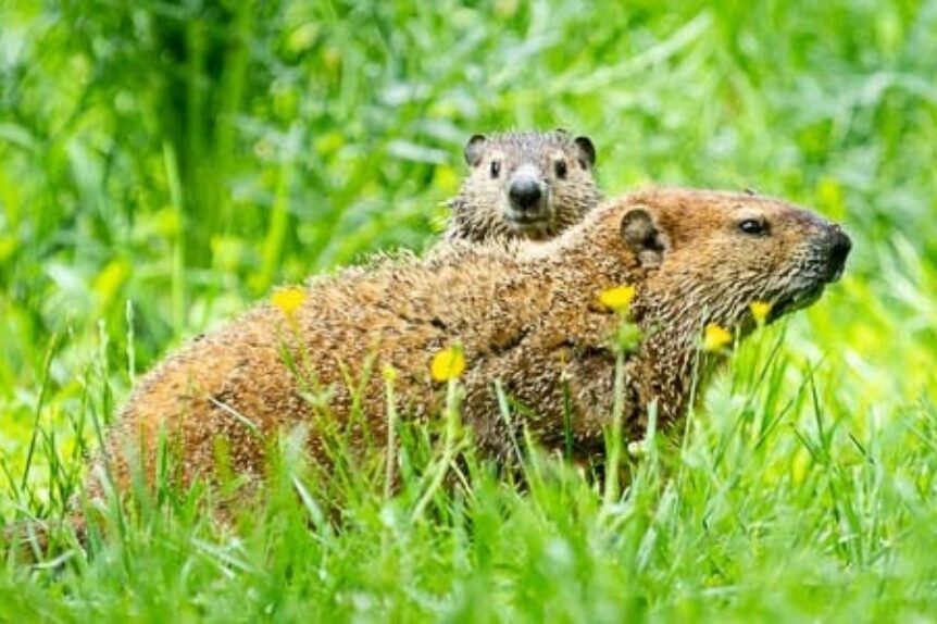 Woodchuck