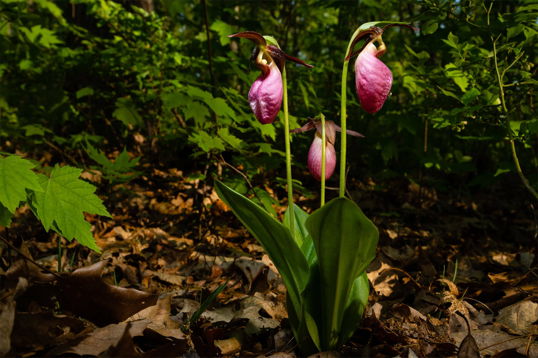 How the pink lady’s slipper forms relationships in the woods to survive