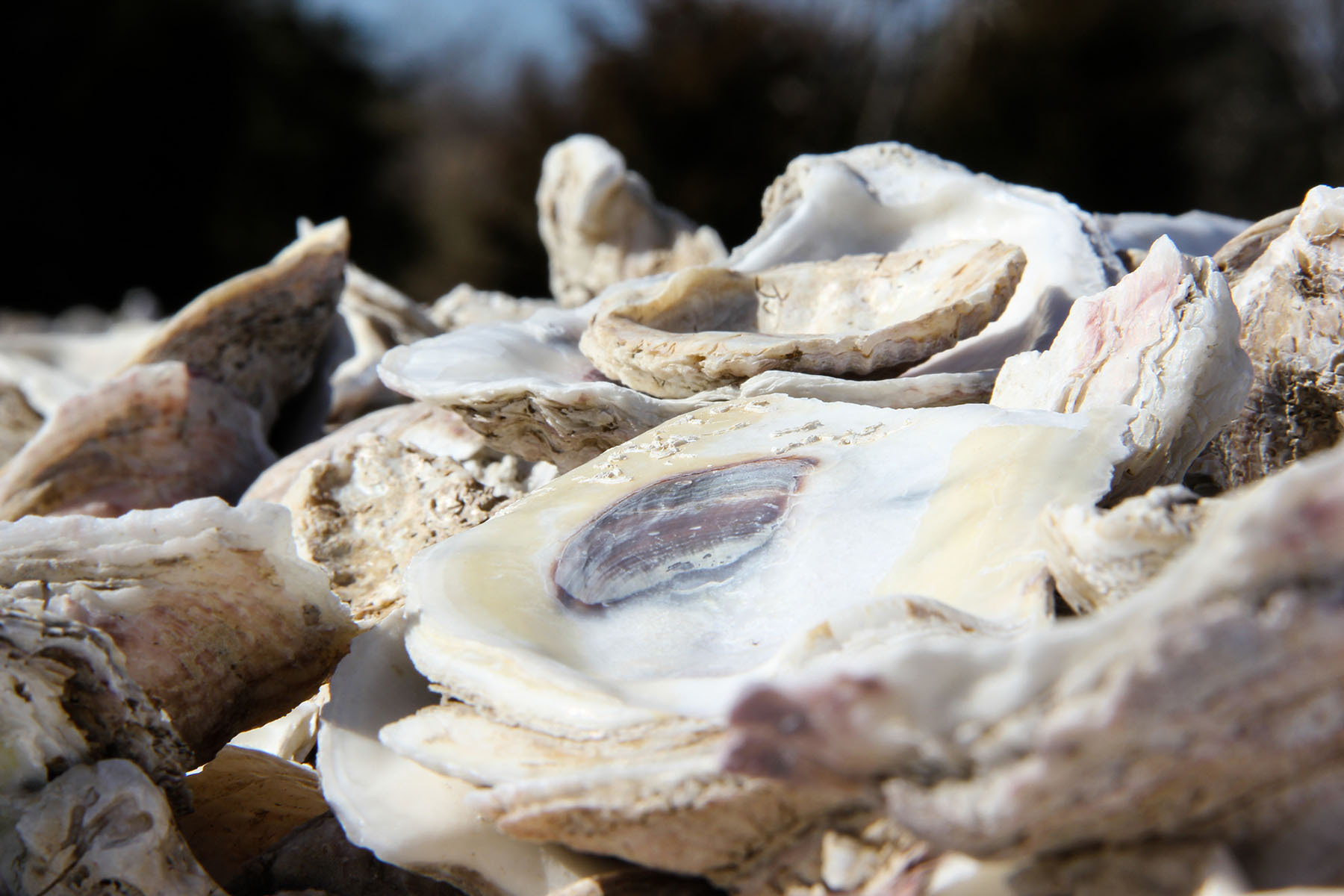 Oyster shells show evidence of early human pollution of Chesapeake Bay