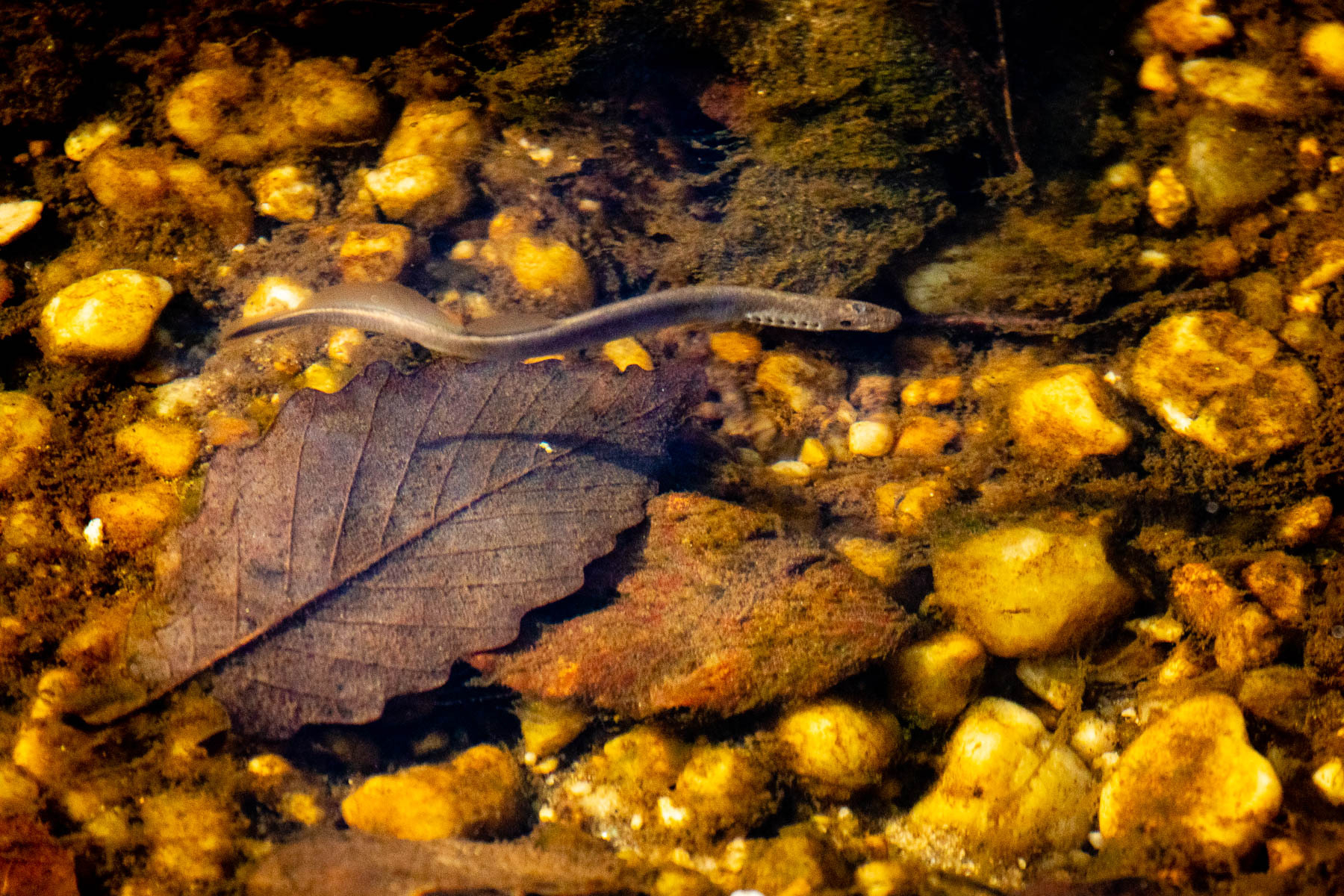 Lampreys in the Bay—vicious parasite or a welcome wonder?