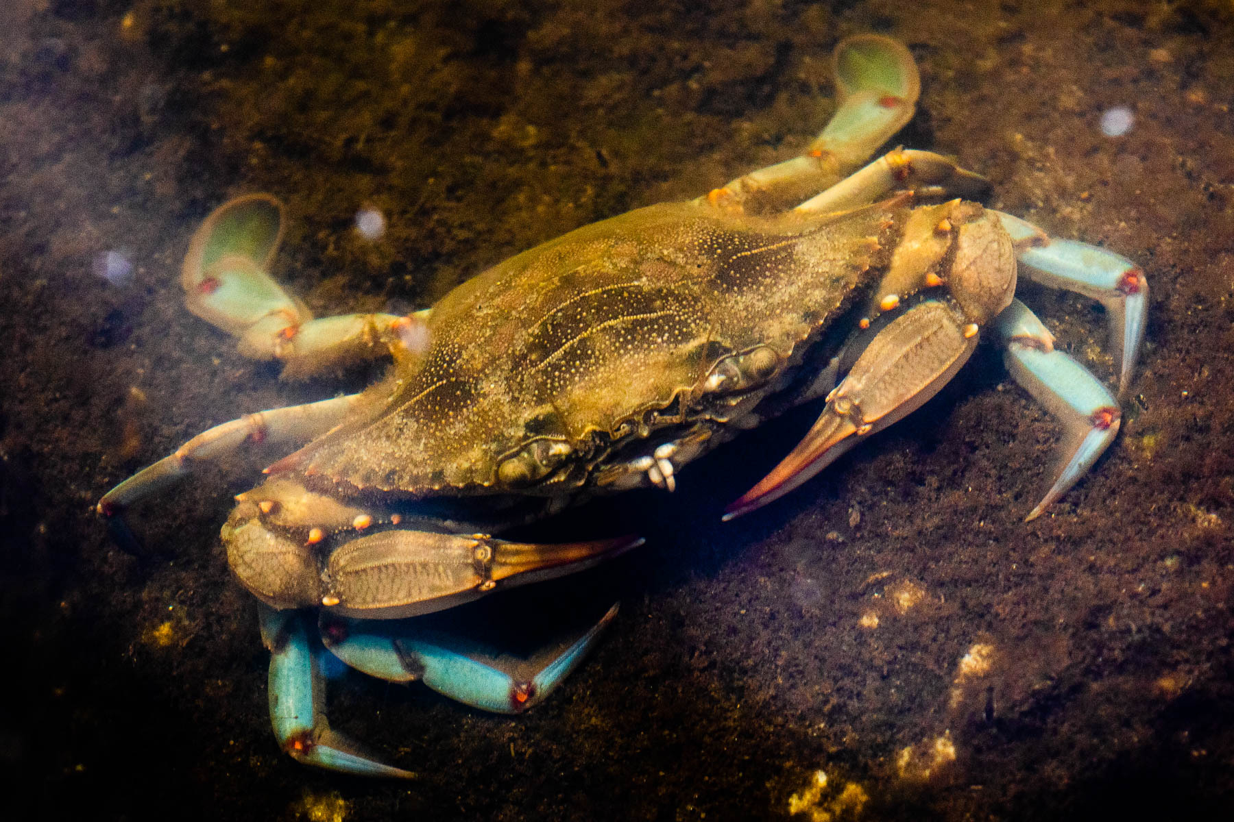 Bay scientists evaluate reasons for the blue crab’s population decrease