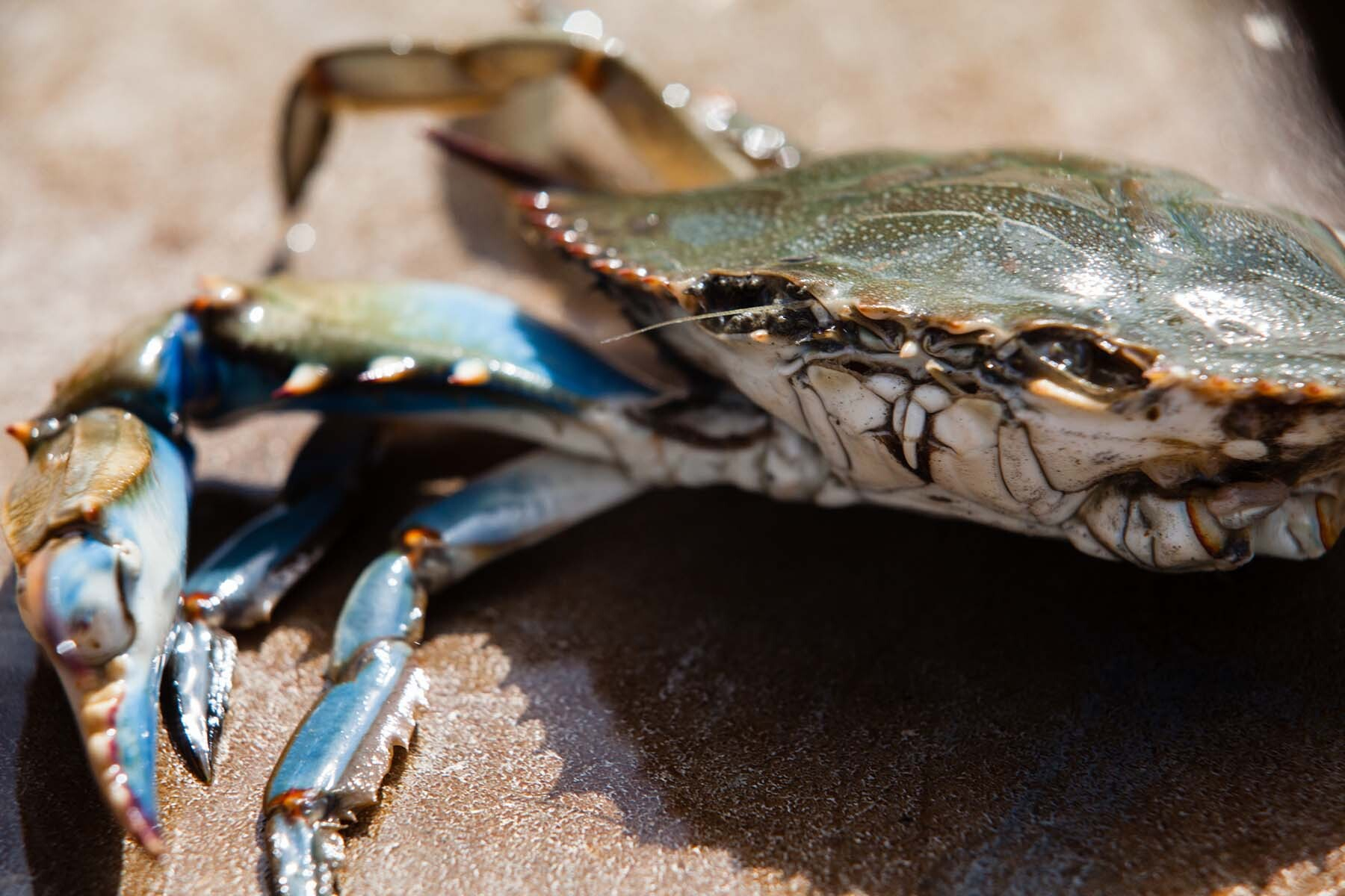 Adult female blue crab abundance rises 92 percent in 2016