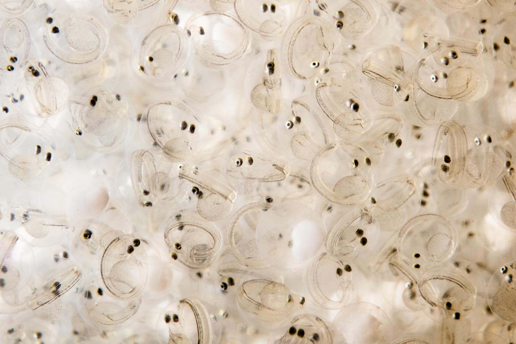 A big lift to help restore the American shad