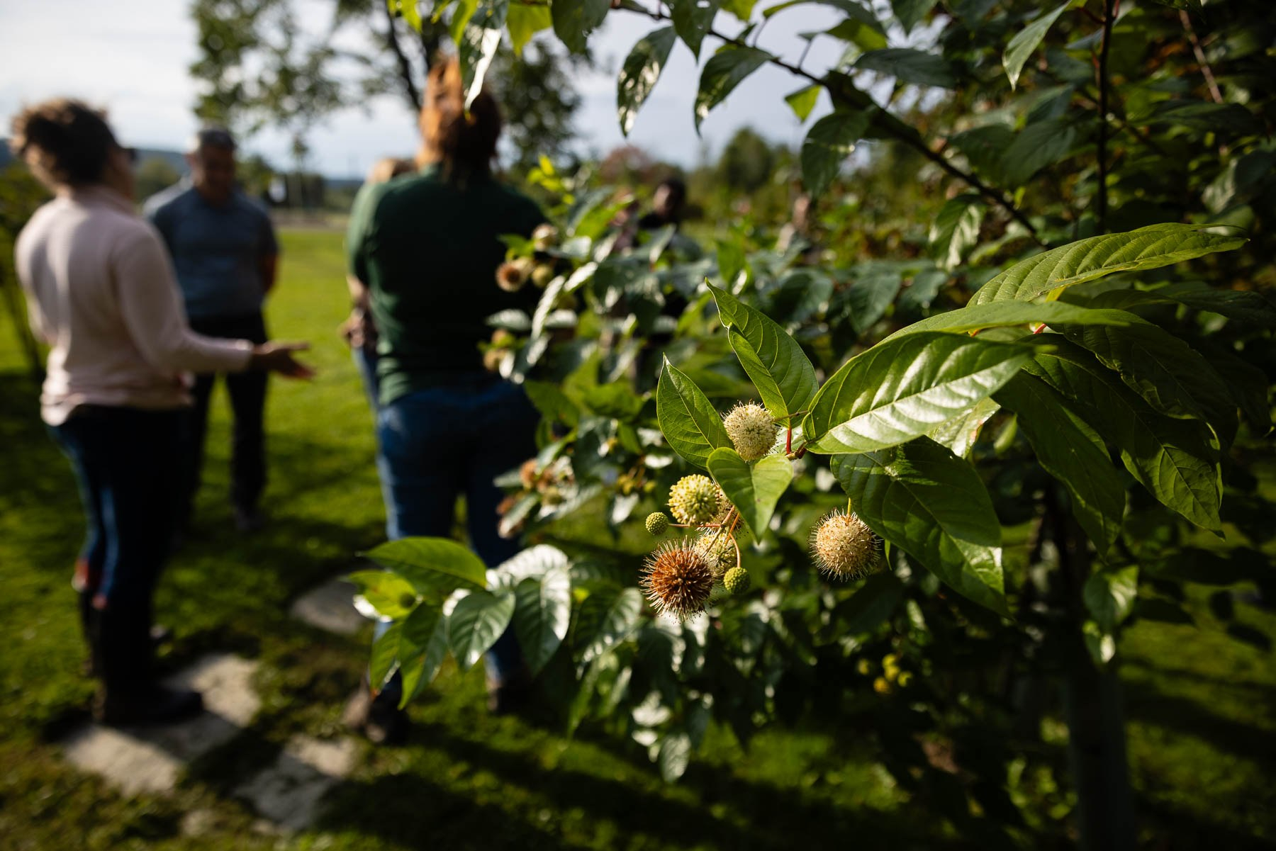 Small-scale tree planting bolsters restoration in the Upper Susquehanna