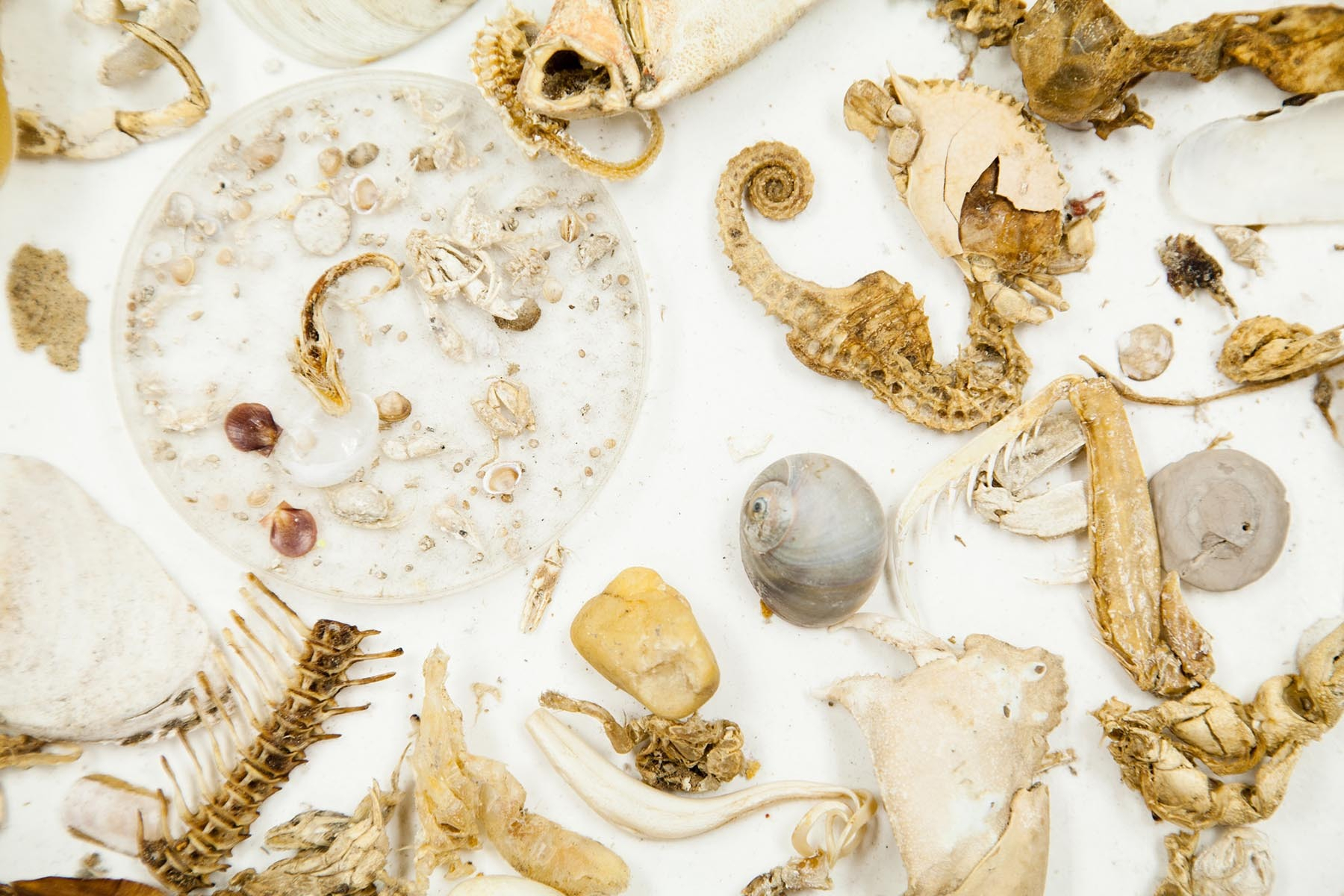Piecing together the food web puzzle