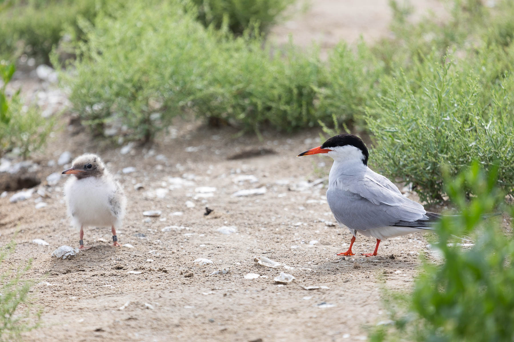 Documenting the return of the terns to Poplar Island