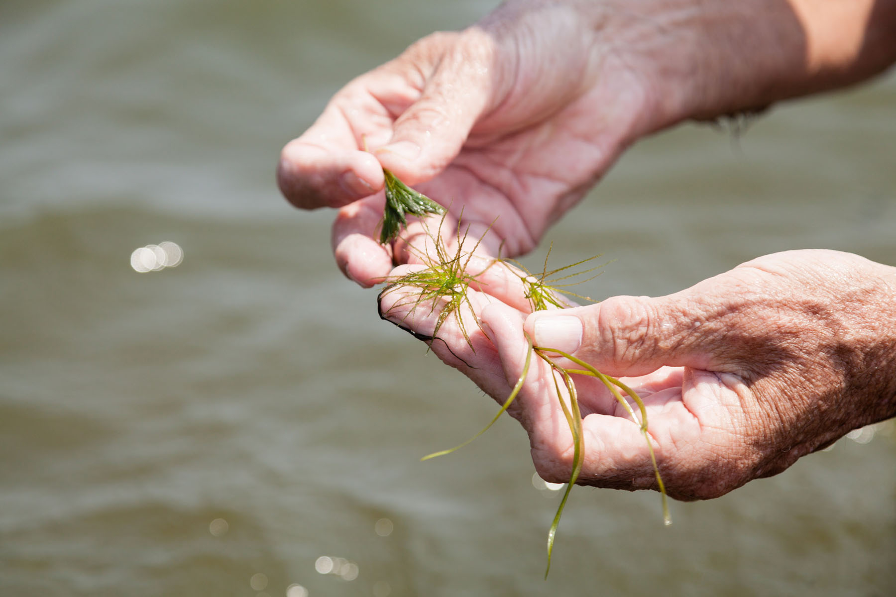 Five types of underwater grasses found in the Chesapeake Bay