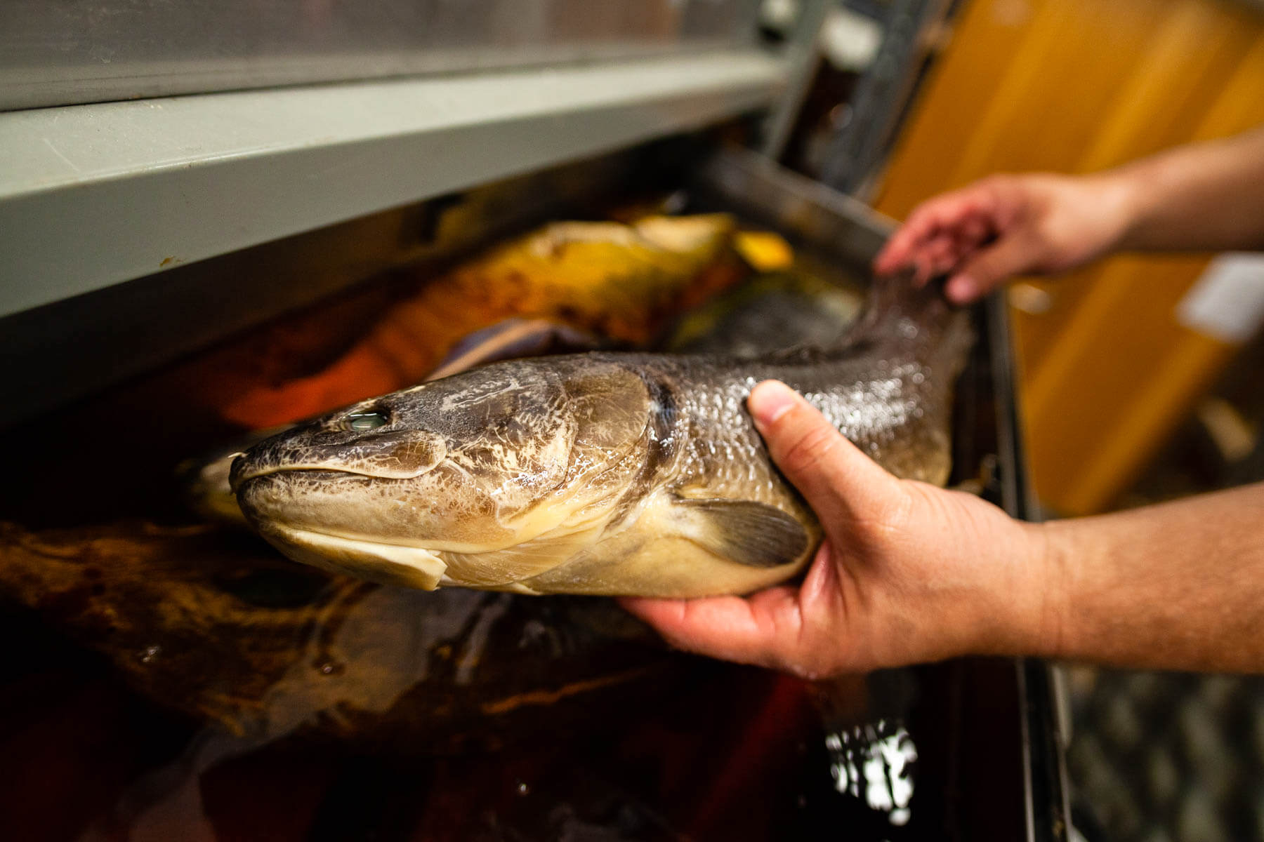 Invasive snakehead fish found in Maryland, Delaware rivers