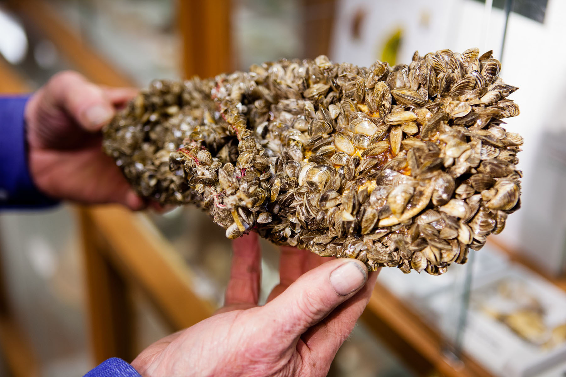 Invasive mussels pose growing threat