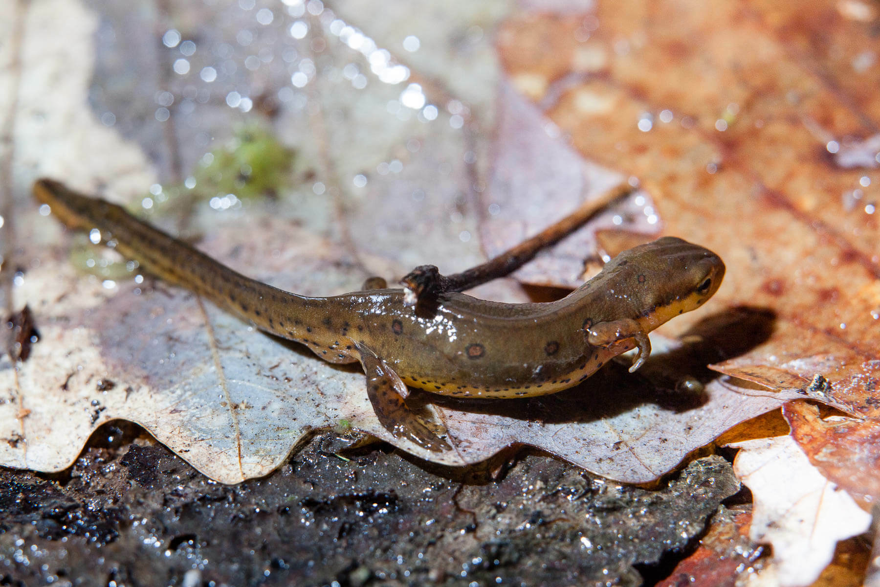 Exploring the unique "triple life" of an eastern newt