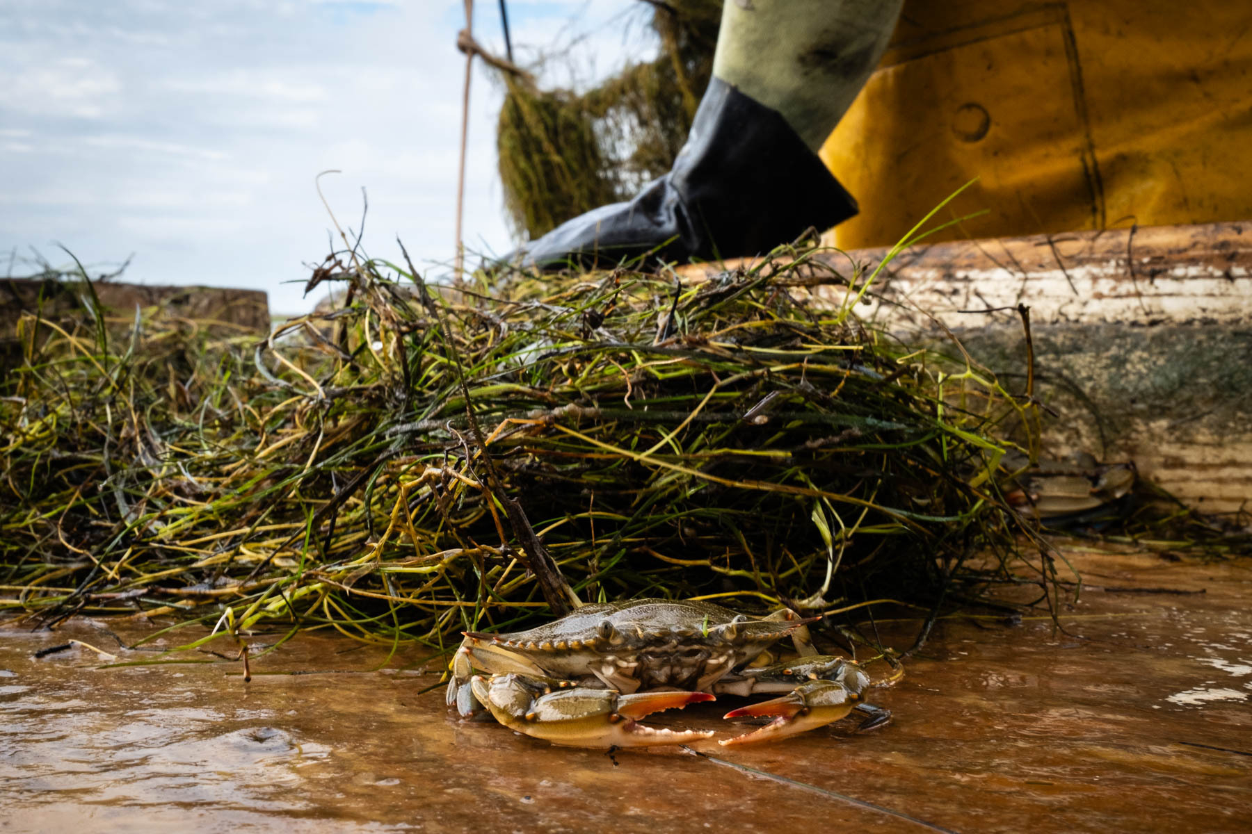 Submerged aquatic vegetation, a critical blue crab habitat, bounces ...