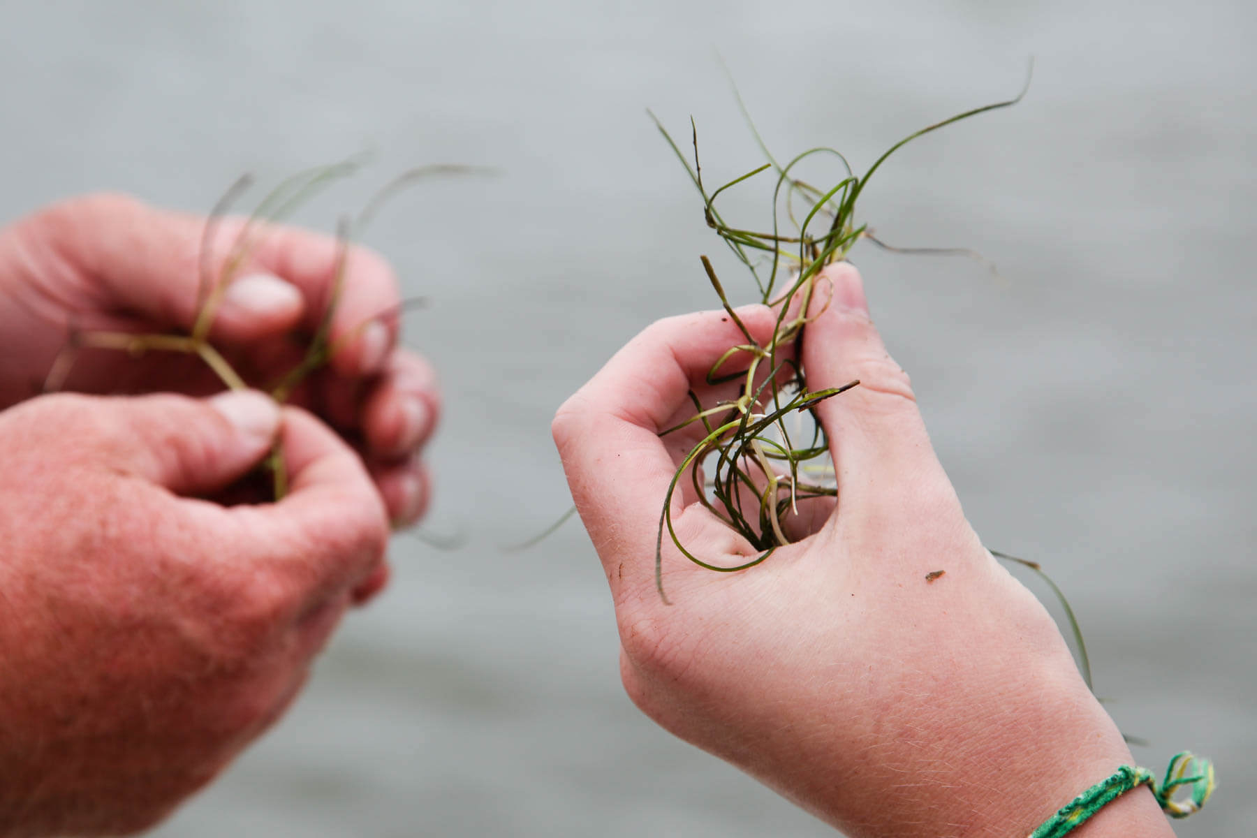 Biologists track bay grass abundance for clues about water quality