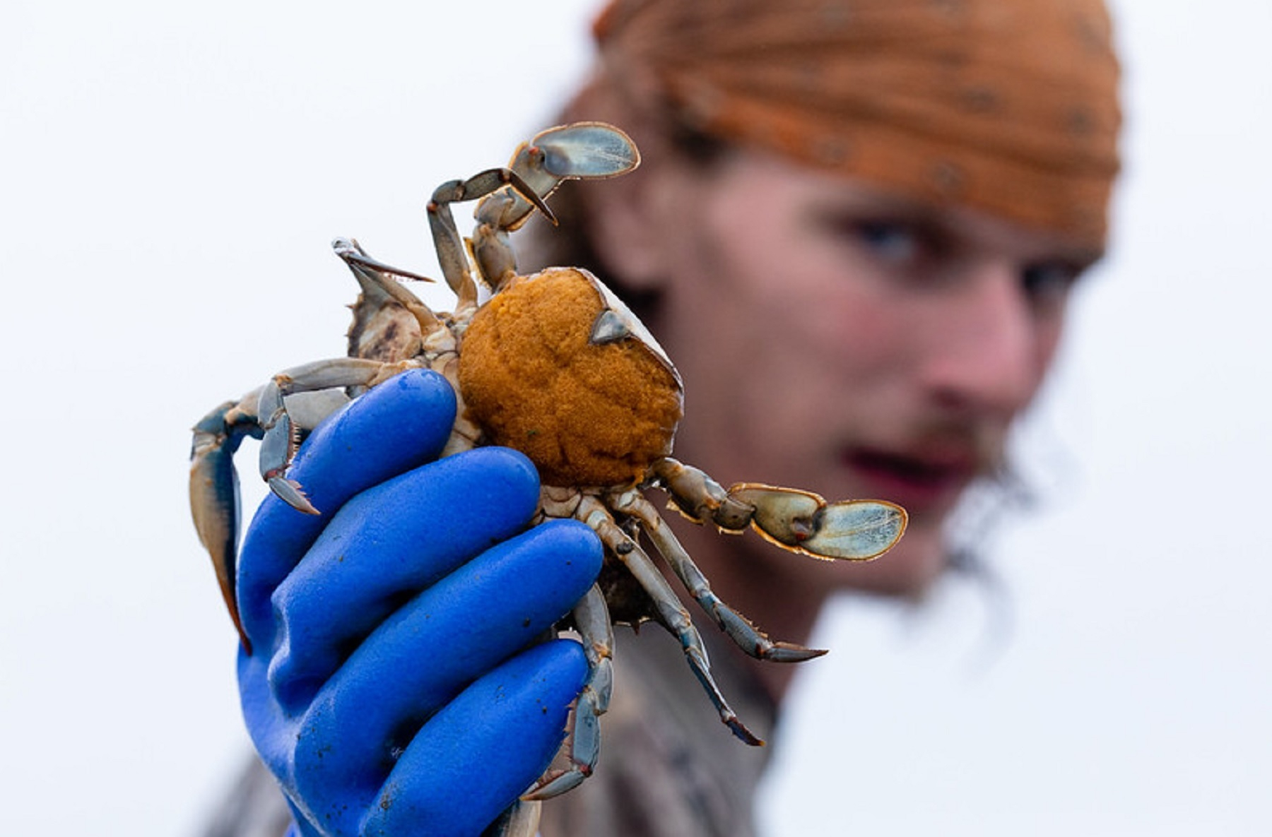 Annual Blue Crab Advisory Report finds the Bay’s population of female ...