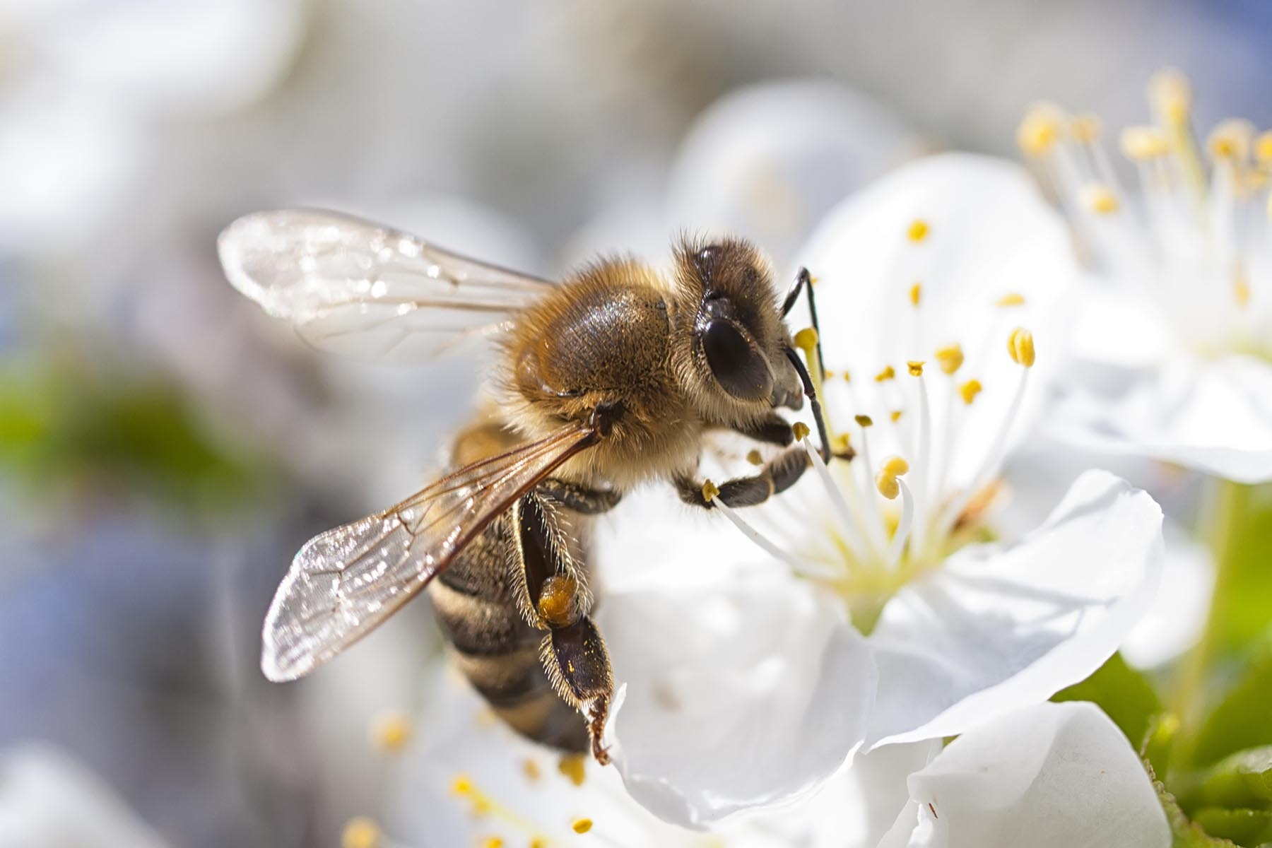 Nine buzzworthy facts about the honeybee