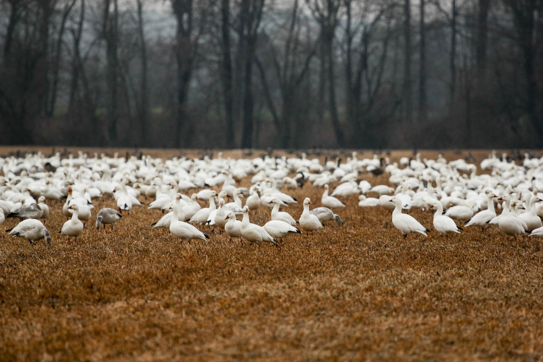 More wintering waterfowl counted in Maryland in 2013