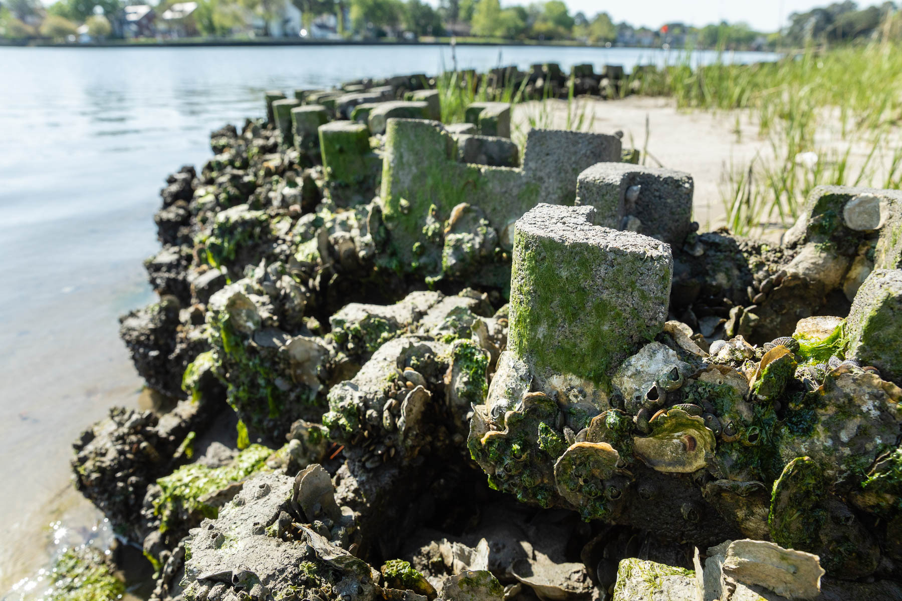 40 years of dedication to Chesapeake Bay oysters—and their many benefits