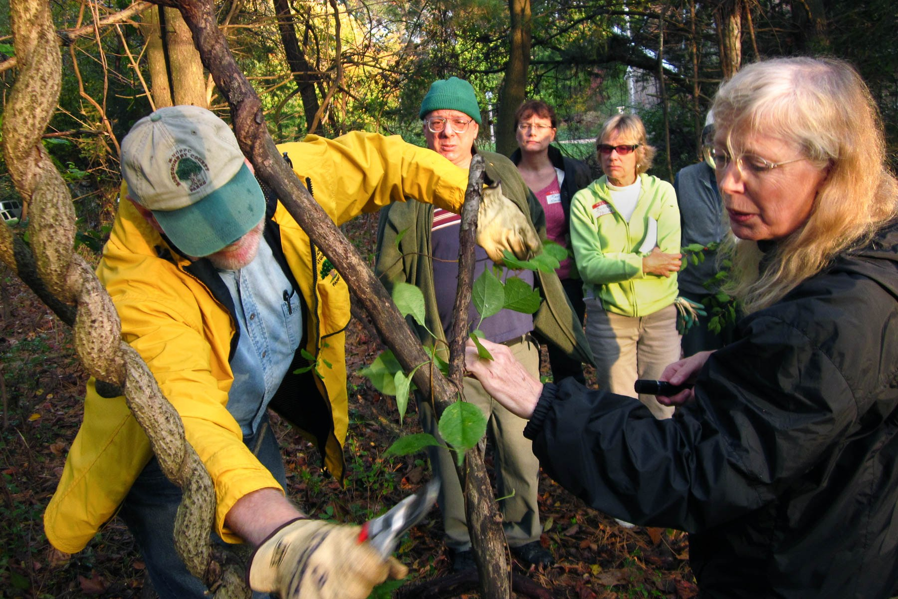 Weed Warriors battle plant invaders in Montgomery County, Maryland