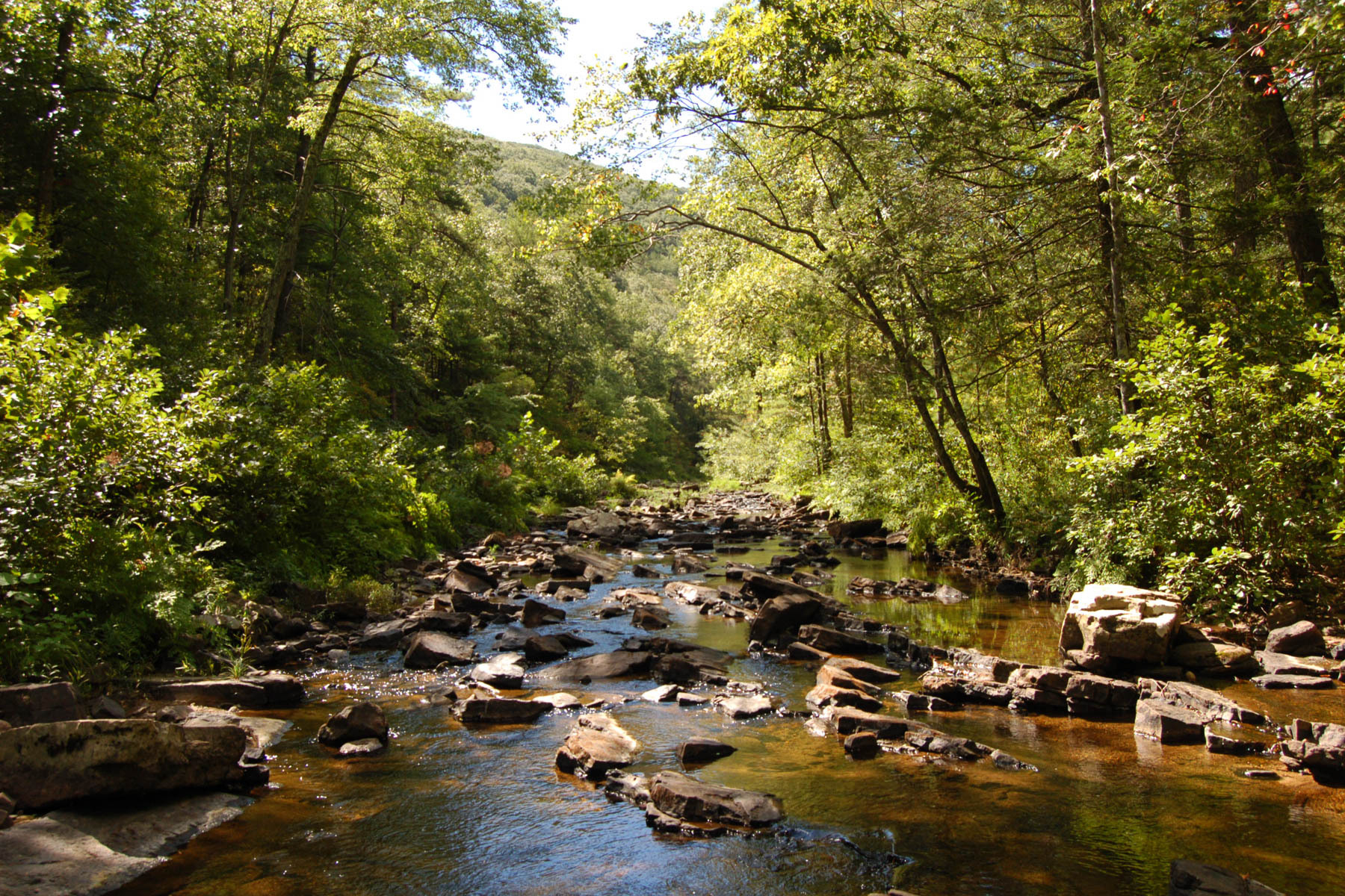 The colorful trout that pass through Passage Creek