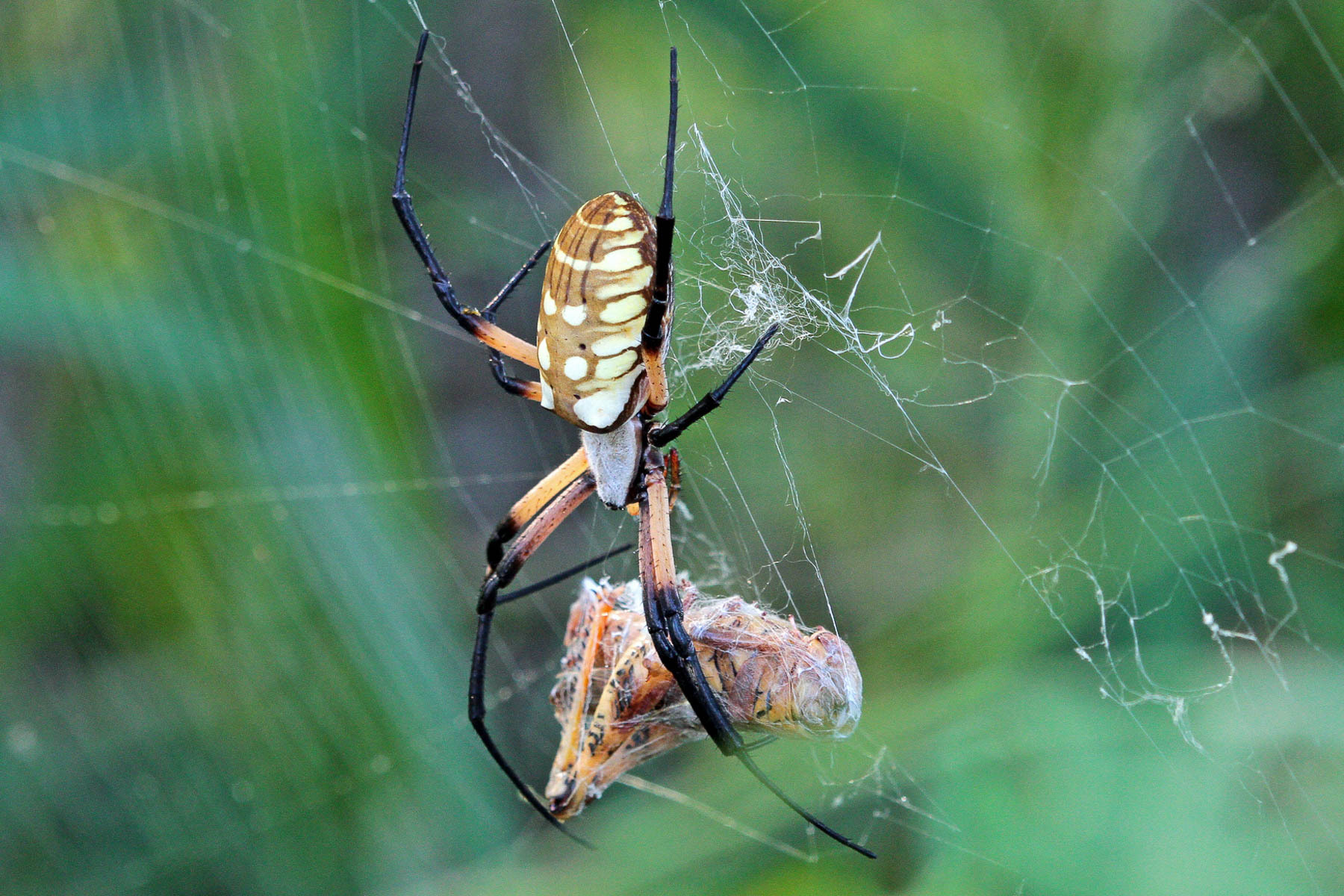 These spooky spiders are master engineers