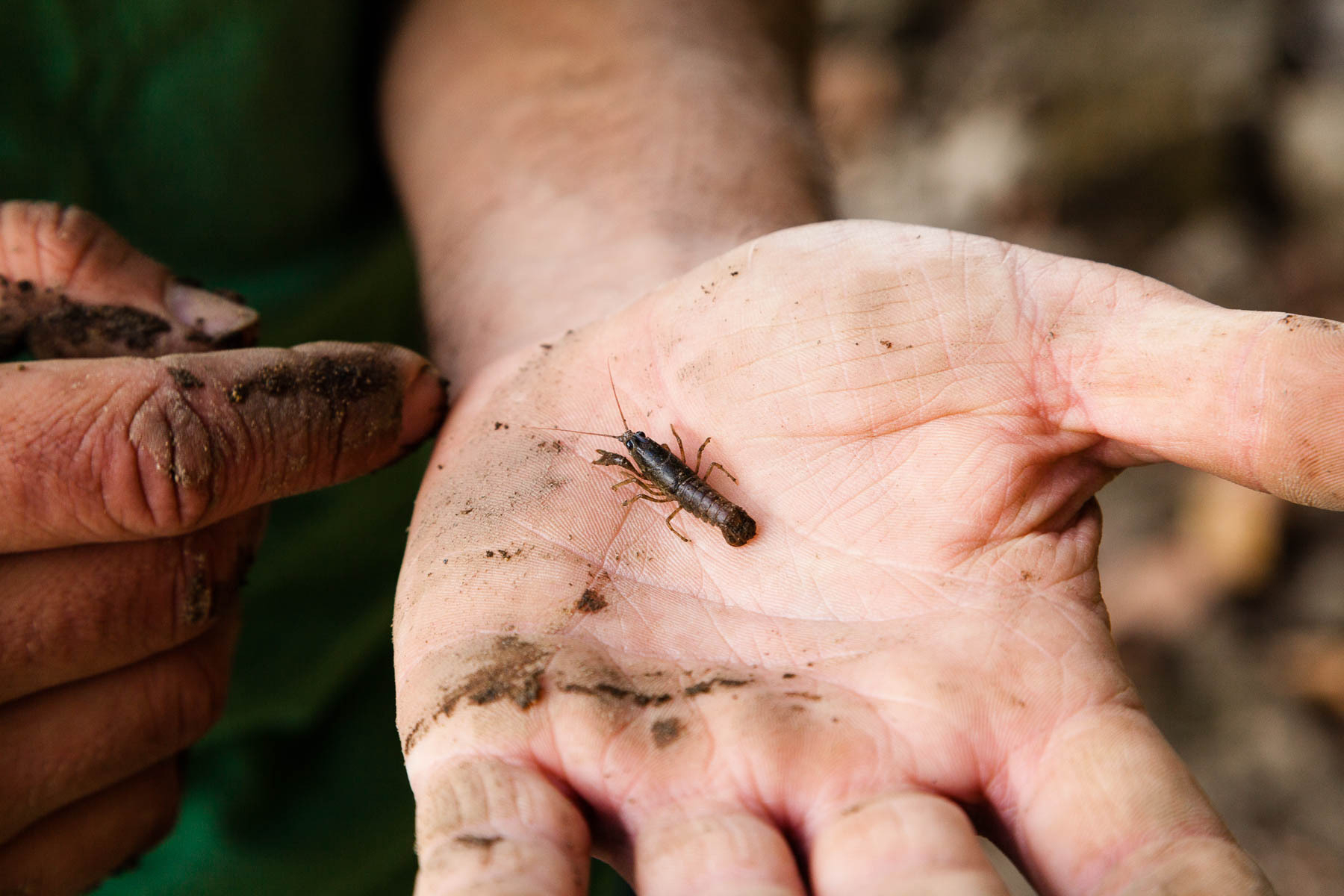 Tiny crustaceans invade area waterways