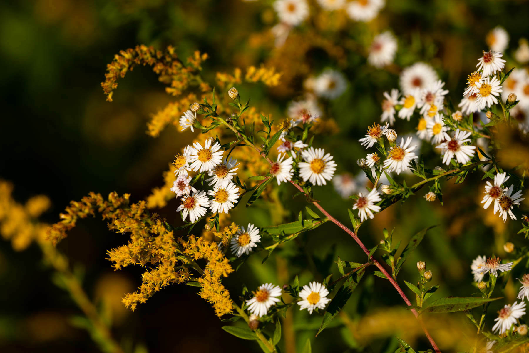 Is fall the end of gardening season, or just the beginning?