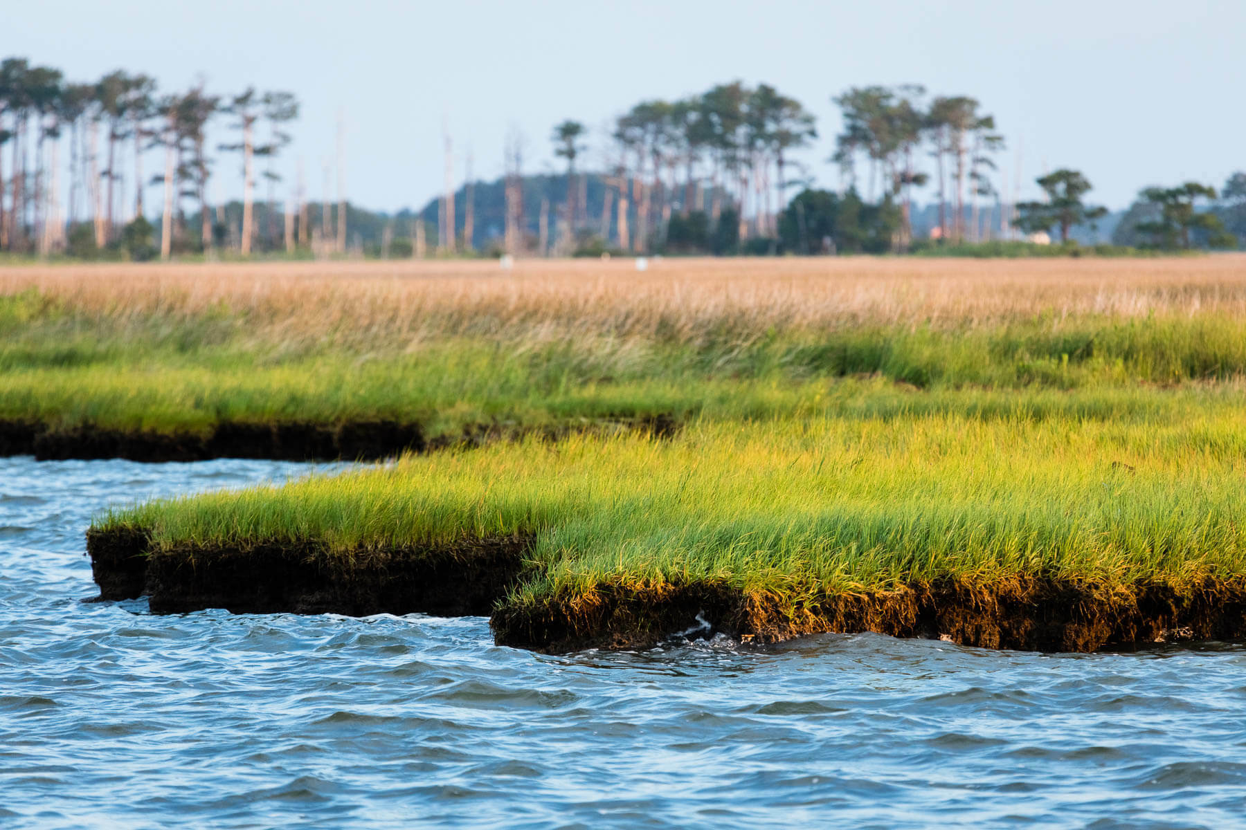 How Chesapeake Bay wetlands can contribute to U.S. carbon reduction goals