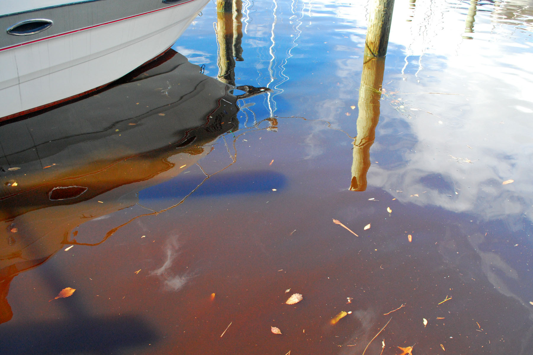 How algae blooms impact the Bay