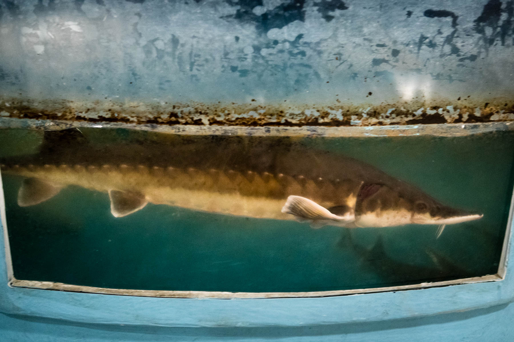 Scientists help sturgeon on road to recovery