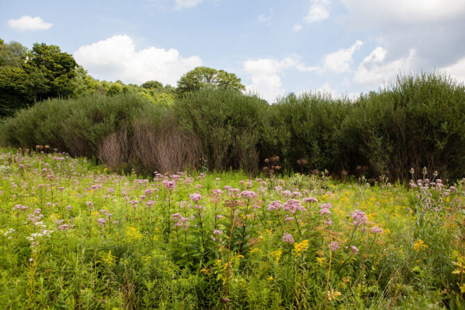 Biodiversity helps support healthy, interconnected ecosystems