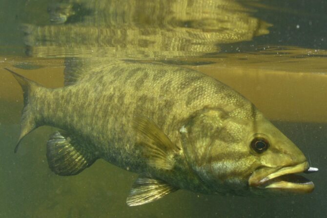 Study finds intersex bass near wildlife refuges in Northeast U.S.