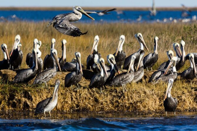Pelicans roost along the Bay's islands