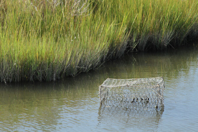 After being discarded, 'ghost pots' continue to trap Bay’s blue crabs