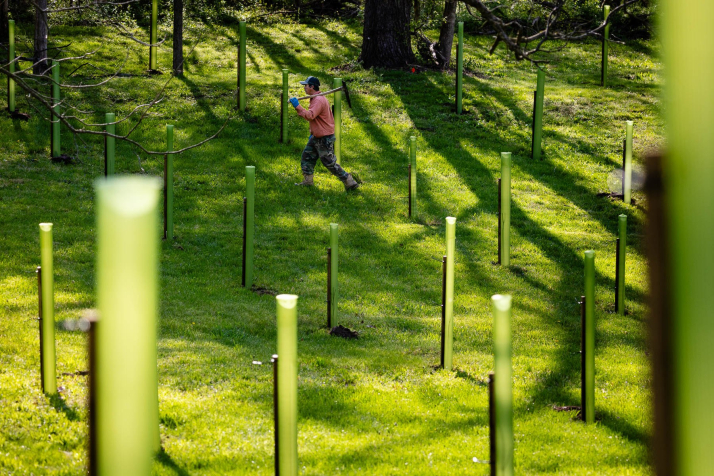 Visa workers are helping reach critical tree planting goals here in ...