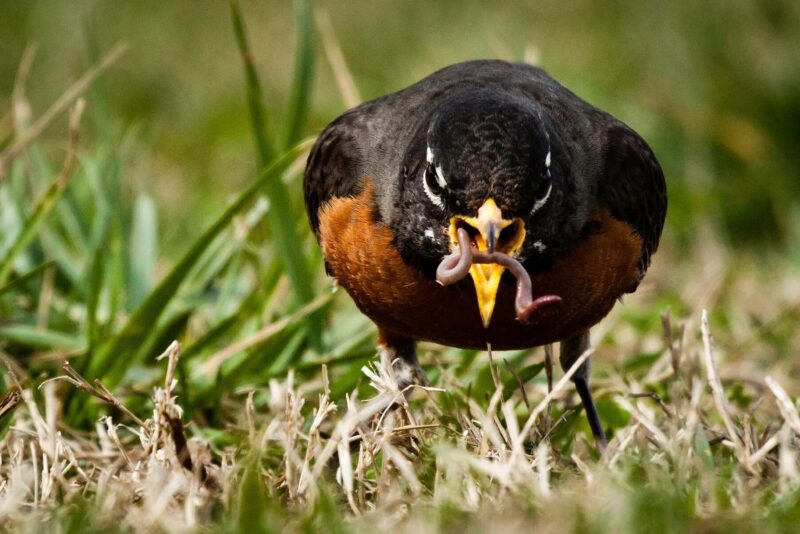 The many uses of milkweed