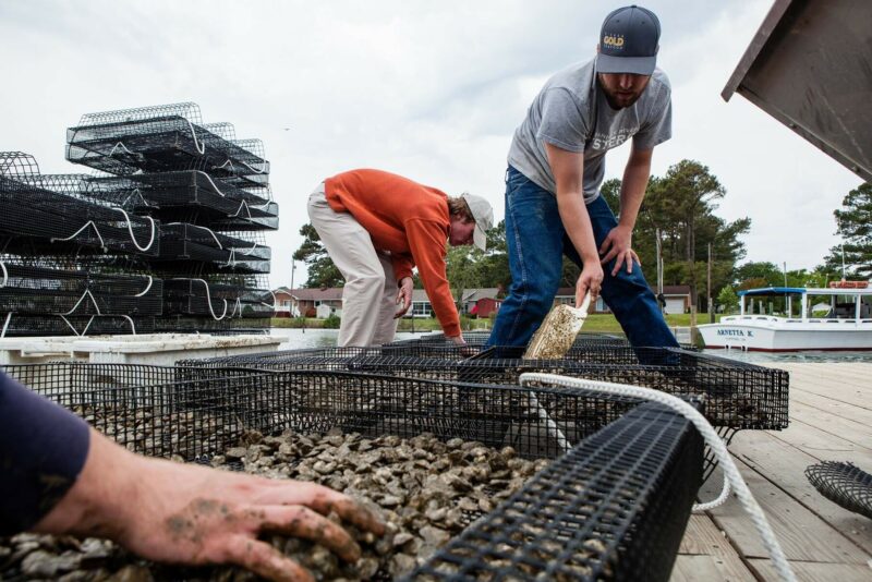 Patent tonging for oysters on the Patuxent River