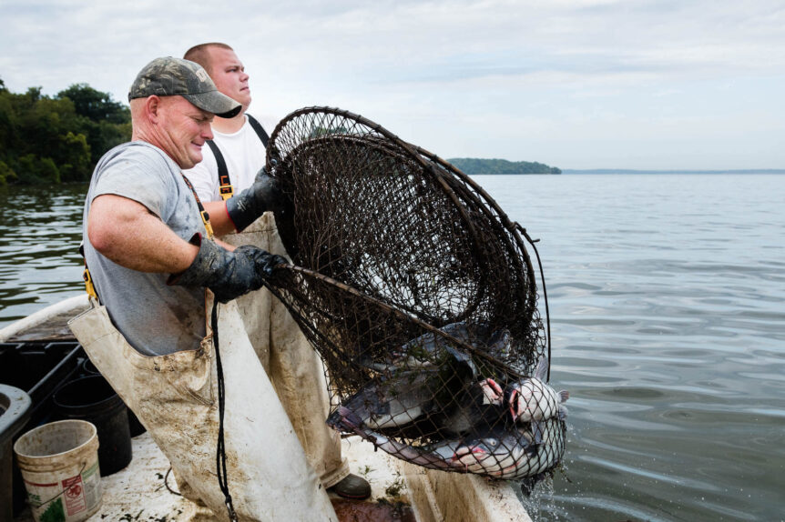 Ten invasive species of the Chesapeake Bay