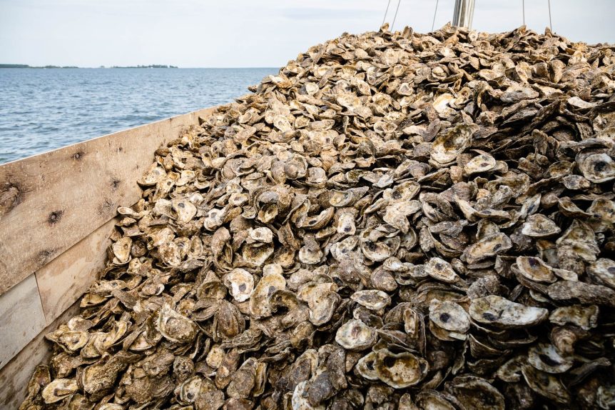 Chesapeake Bay Oyster Reef Restoration on Track to Meet 2025 Goals