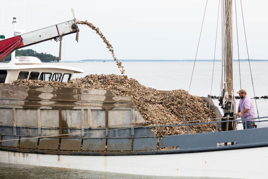 Chesapeake Bay oyster reef restoration acreage surpasses two square miles