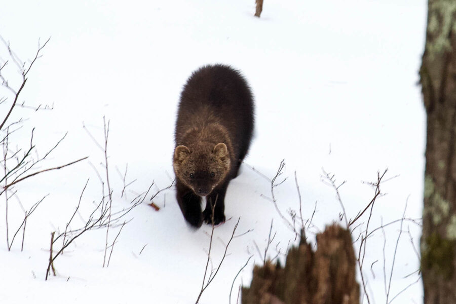 A ferocious predator in a small package