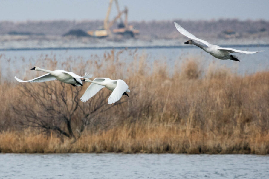 Poplar Island restoration brings critical habitat back to Bay