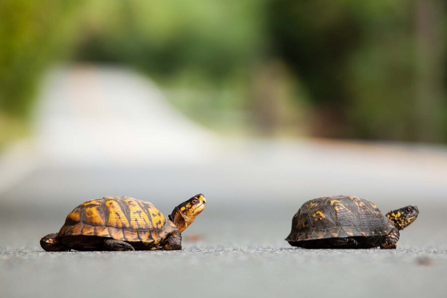 Use caution at turtle crossings