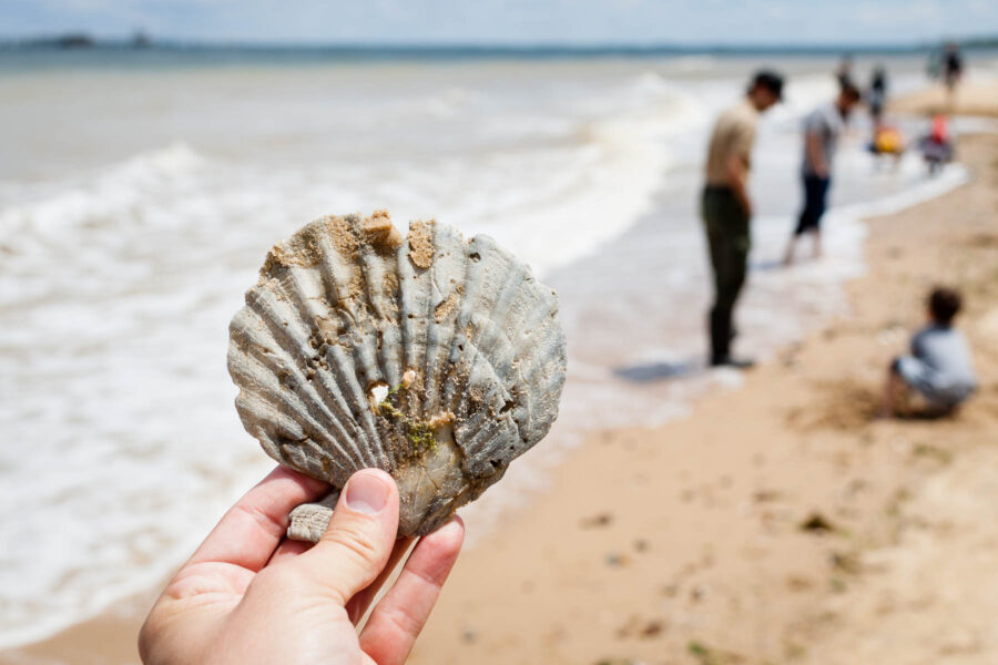 Prehistoric treasures abound at Calvert Cliffs State Park