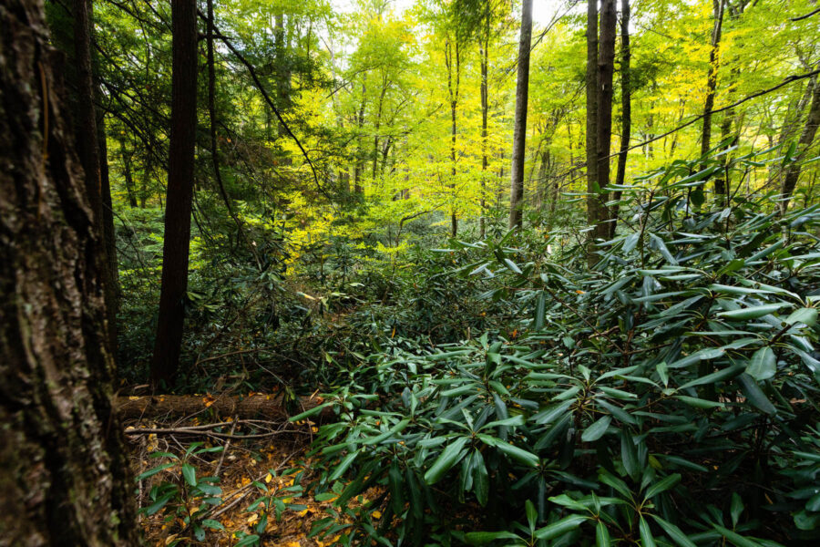 Walking through old-growth forest in Pennsylvania
